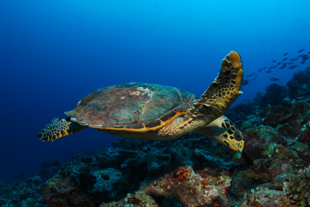 Le guide ultime de la plongée sous-marine : Comment se préparer ...